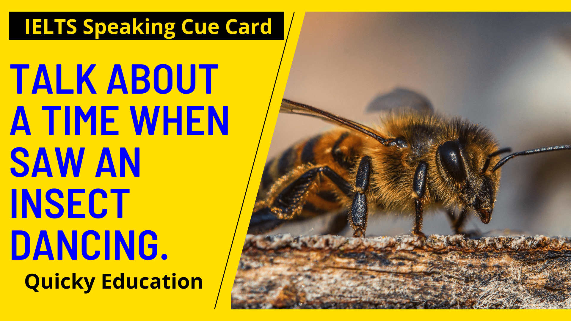 Talk about a time when you saw an insect dancing. - Quicky Education